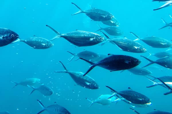 Aquascop, expert des milieux aquatiques